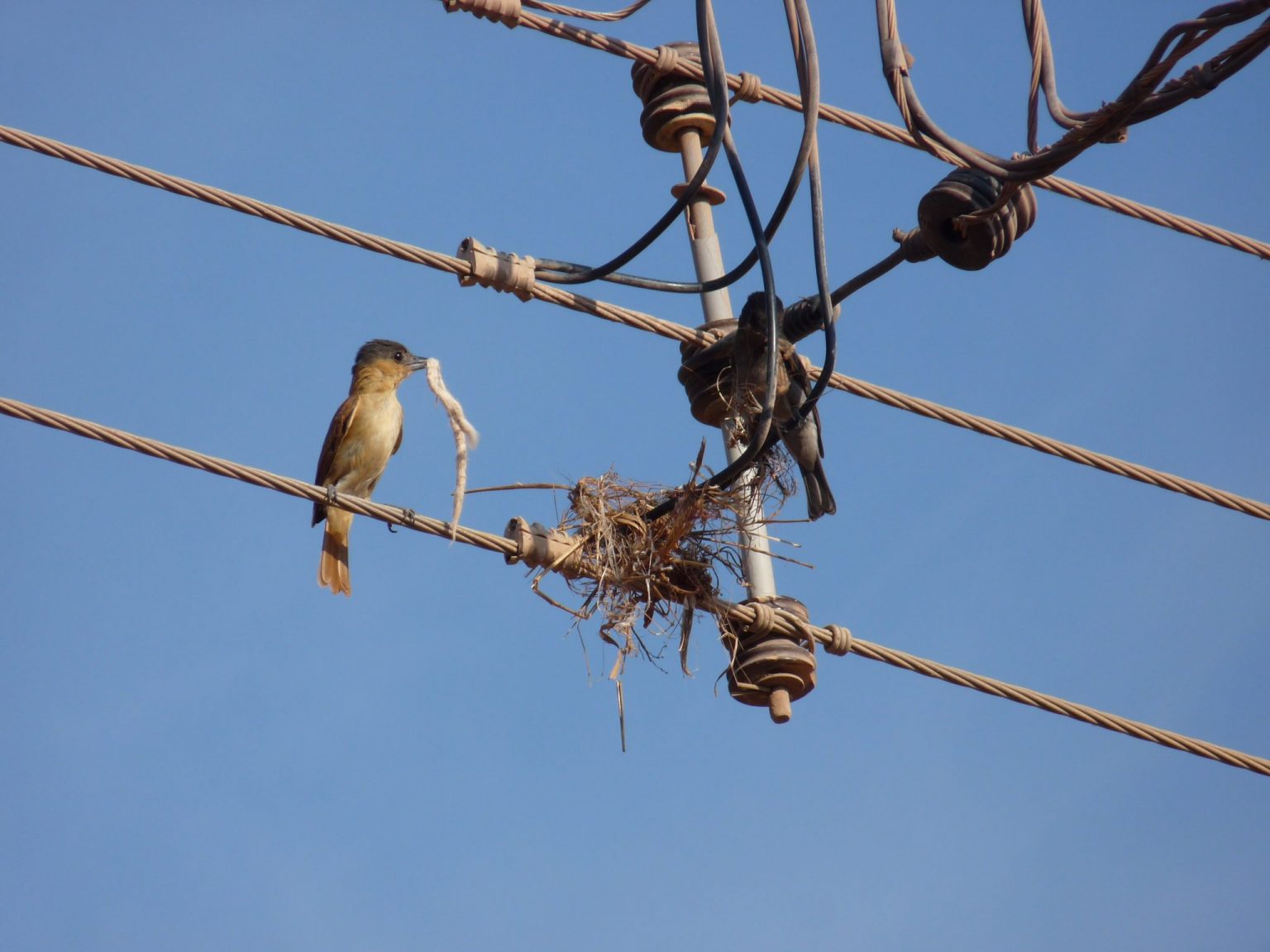 Our Garbage, Their Homes: Artificial Material as Nesting Material – The ...
