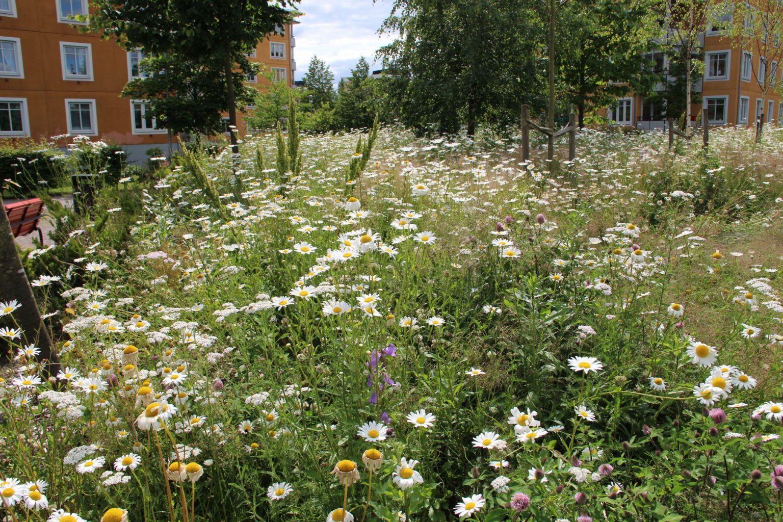 How to Make Urban Green Verdant and Sustainable: Designing “Wild ...